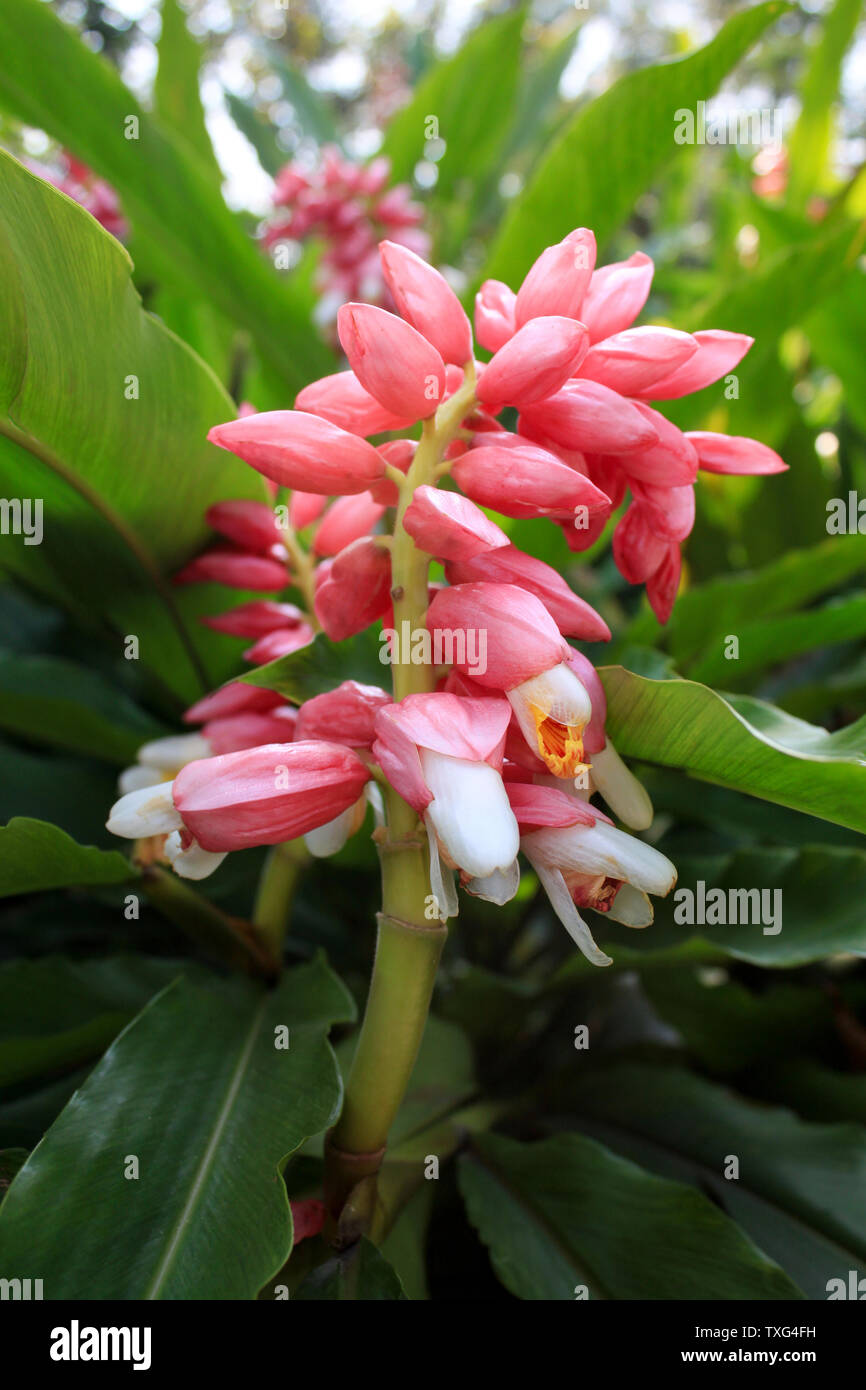 Guangzhou South China Botanical Garden ginger flower red Stock Photo ...
