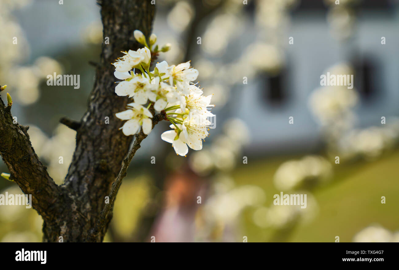 Li li hua hi-res stock photography and images - Alamy