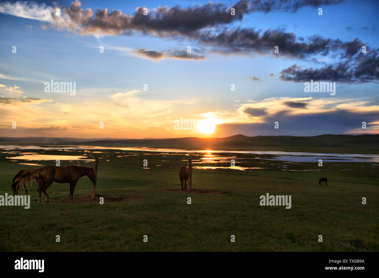 Photographed in Hulunbuir, Inner Mongolia Autonomous Region Stock Photo ...