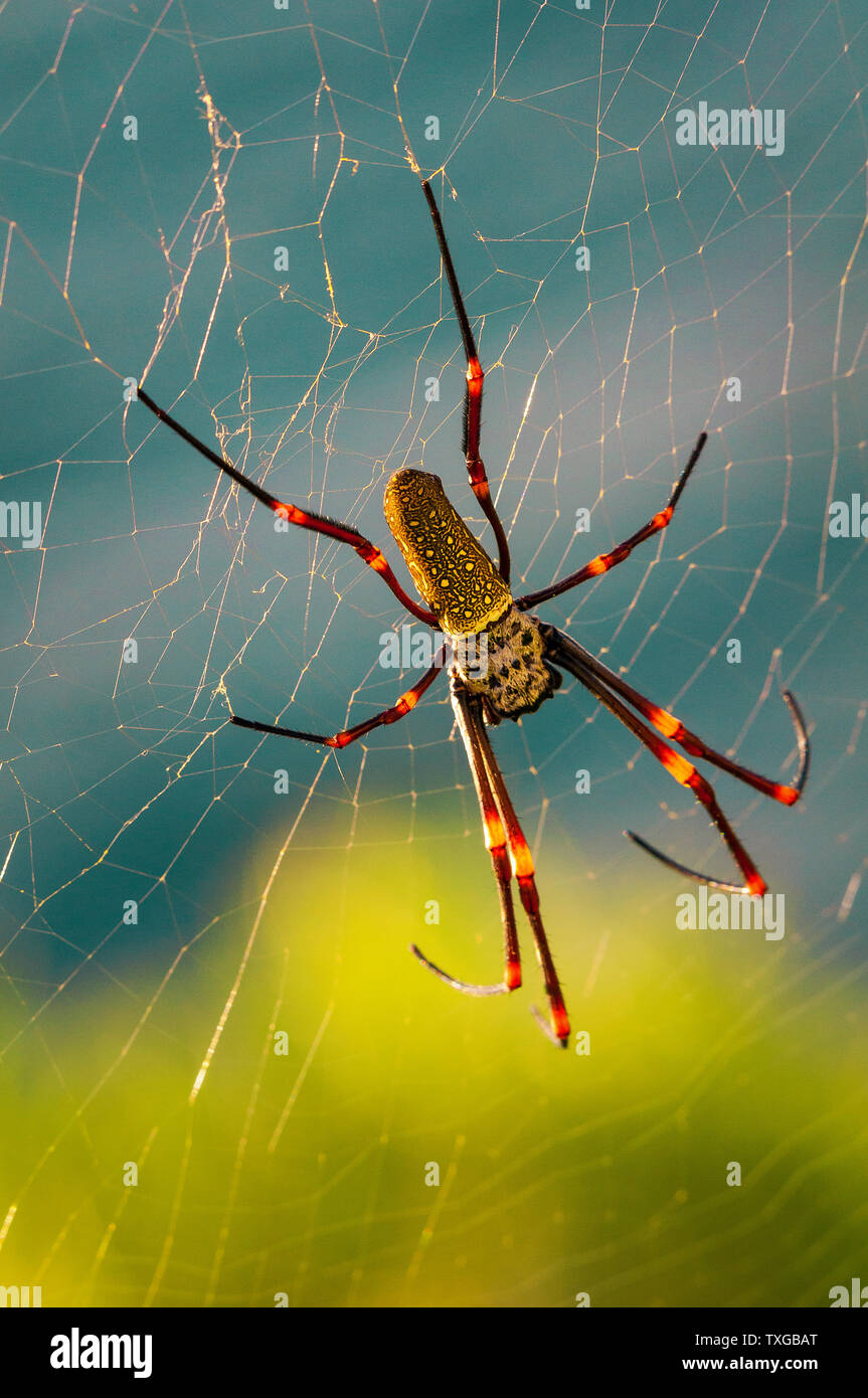 The spider that greets the first ray of sunshine Stock Photo - Alamy