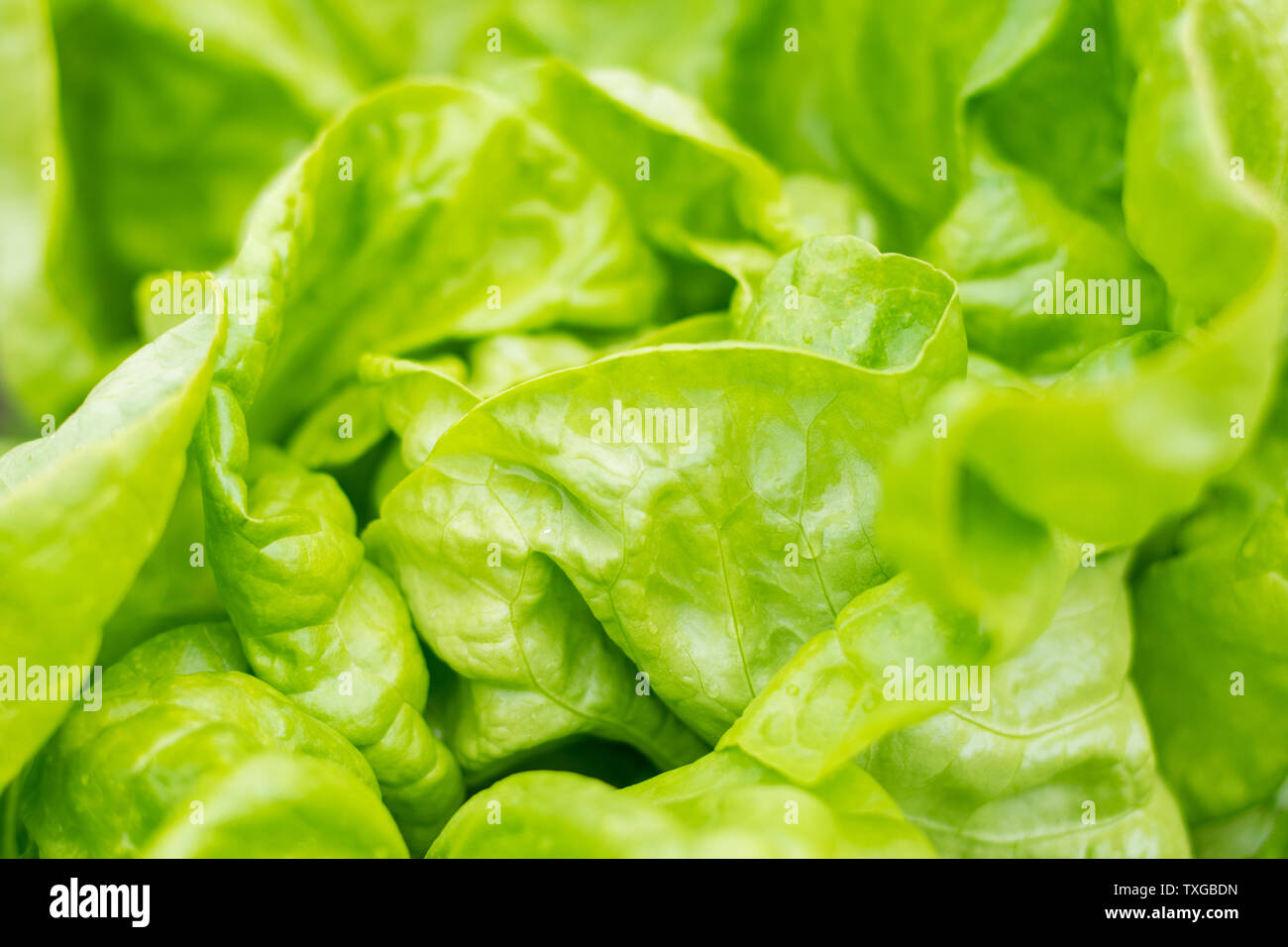 Summer appetizer hi-res stock photography and images - Alamy