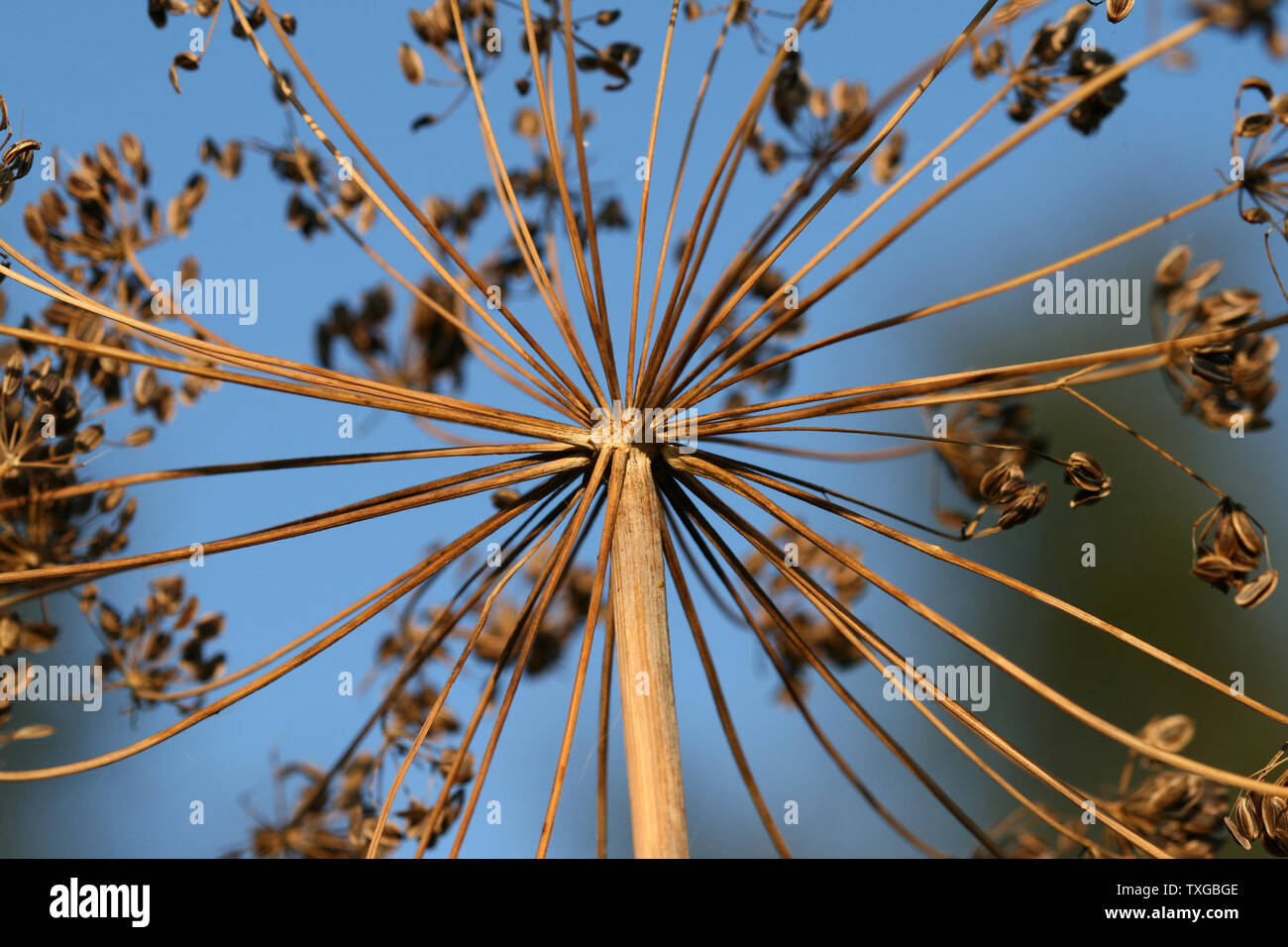 Dry dill flower on sky background - Anethum graveolens Stock Photo - Alamy