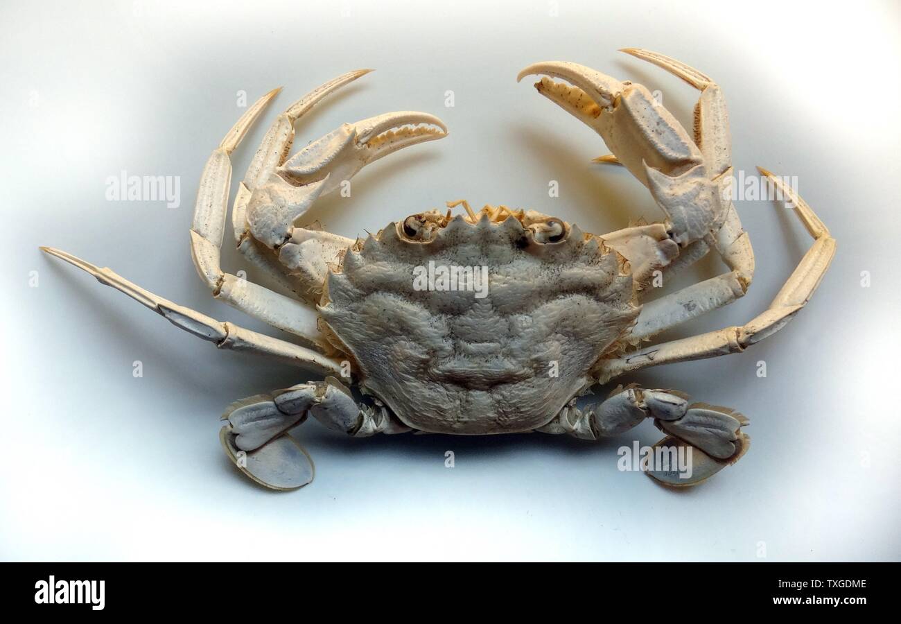 Is a species of crab found in the north sea hi-res stock photography ...