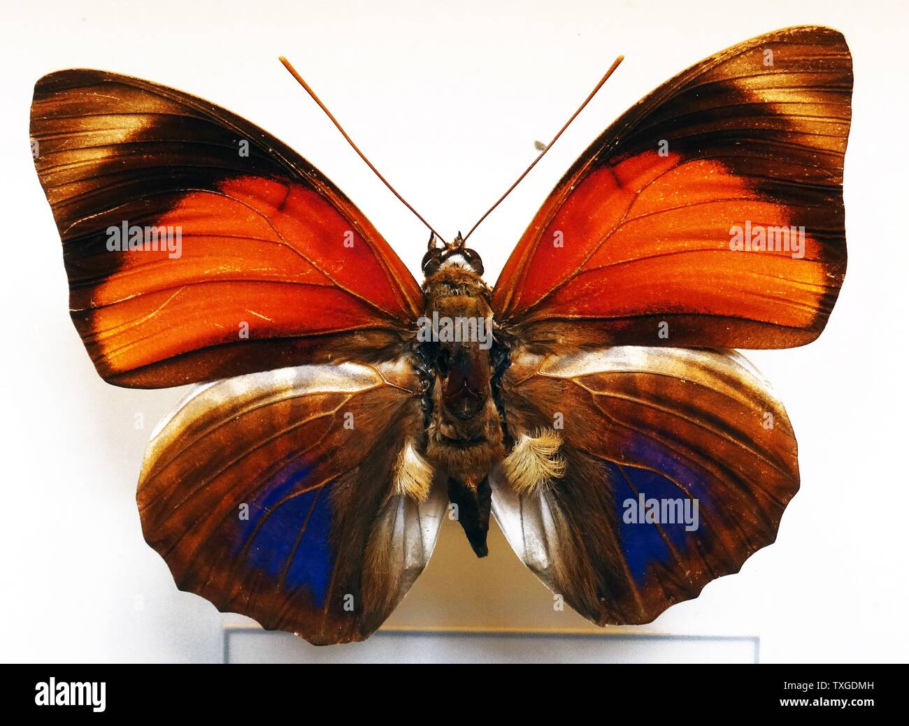 Agrias Claudina, (Dorsal View) a butterfly of the Nymphalidae family ...