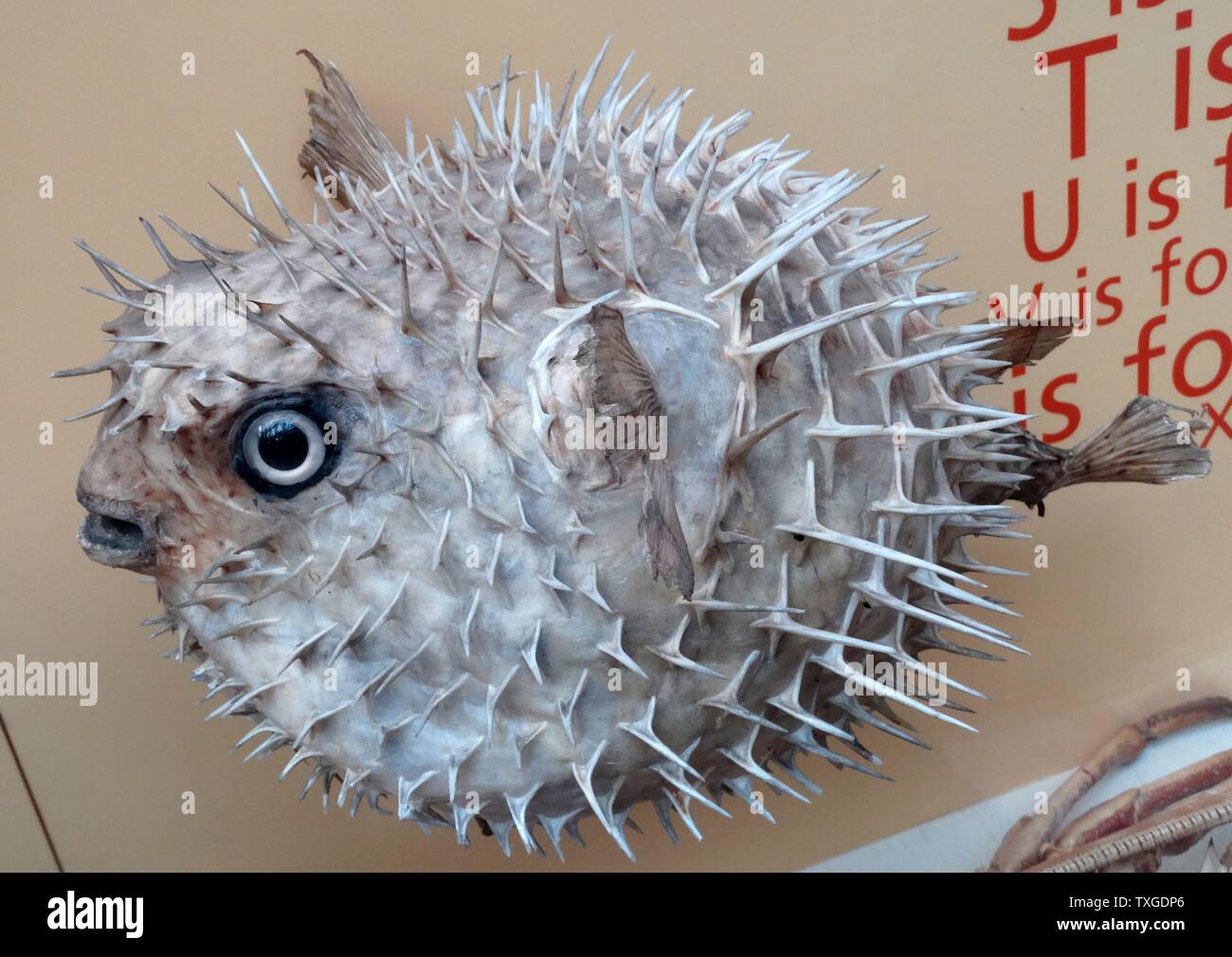 Diodon Orbicularis (Balloon fish). Dated 1758 Stock Photo - Alamy