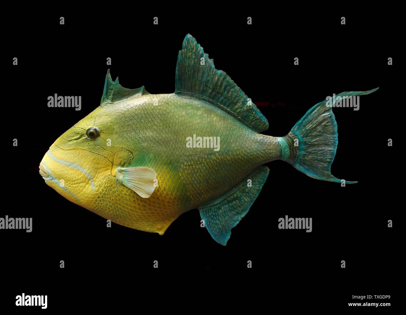 Reef dwelling triggerfish hi-res stock photography and images - Alamy