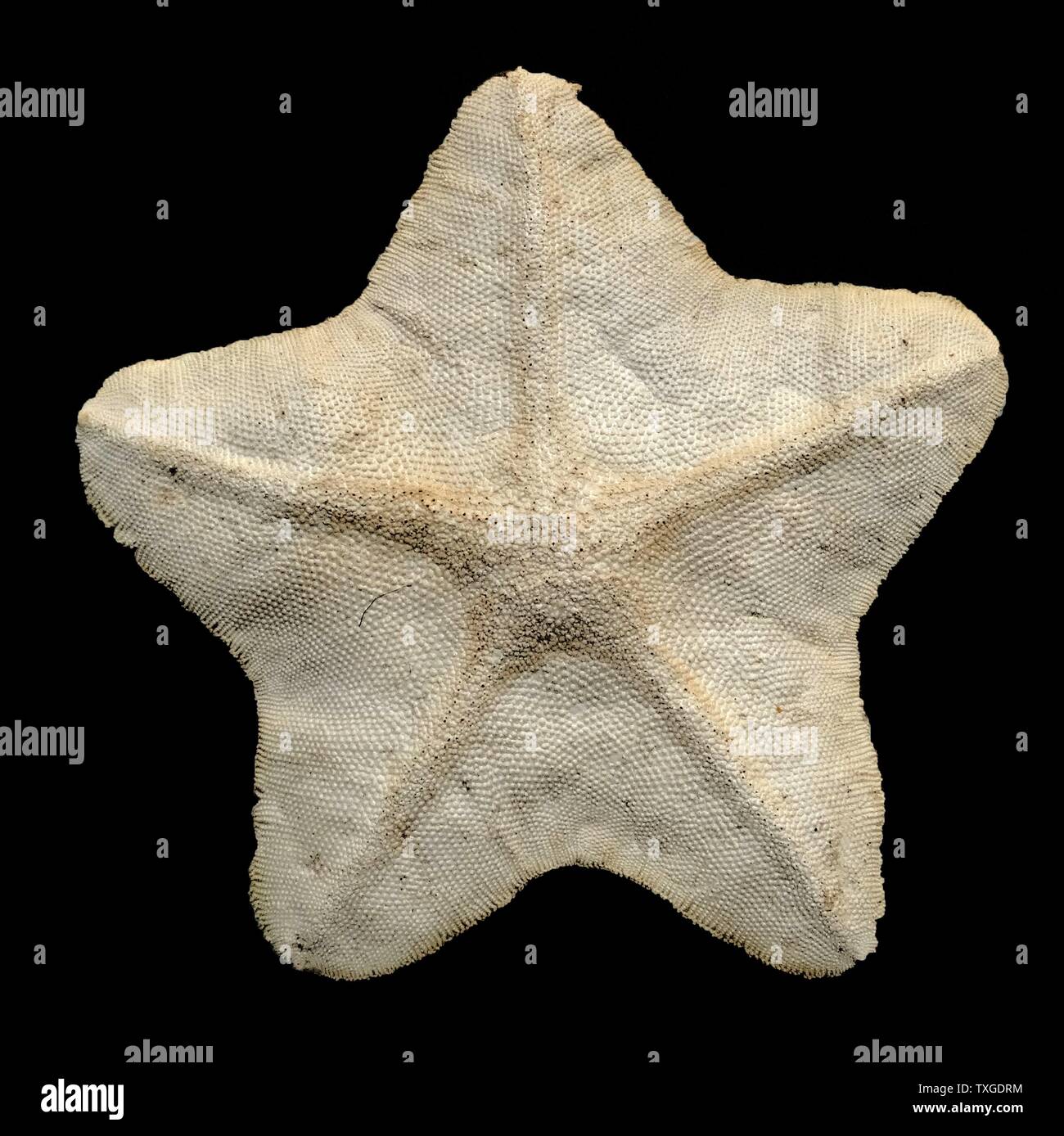 Webbed arms hi-res stock photography and images - Alamy