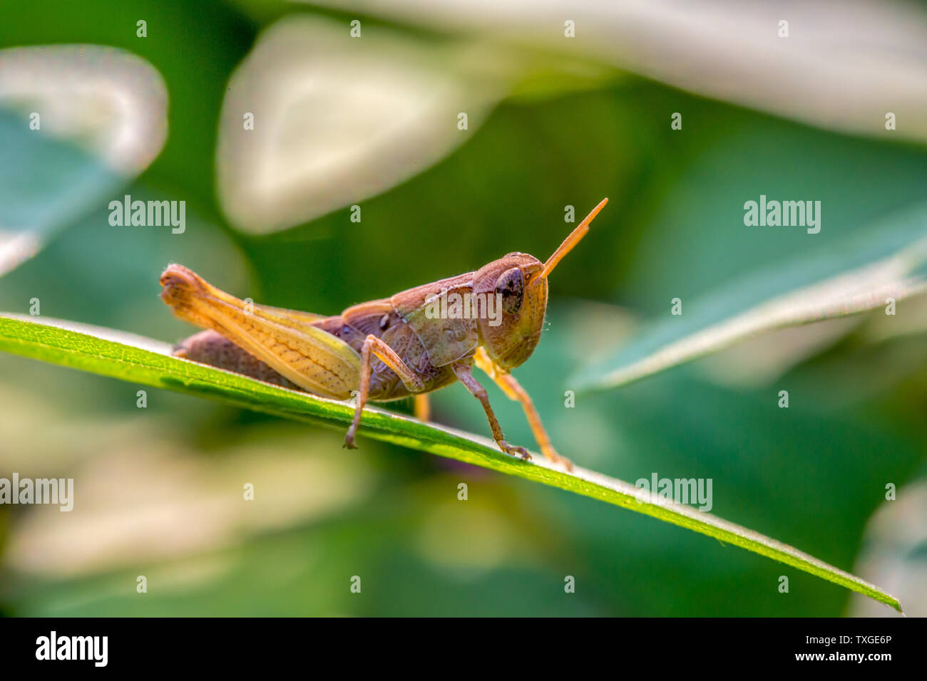 Larvae and n hi-res stock photography and images - Alamy