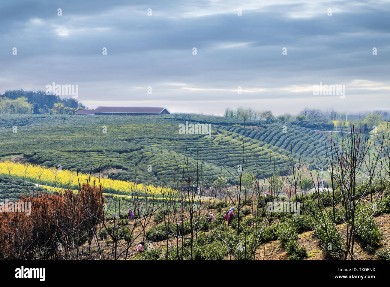 ecological tea garden Stock Photo - Alamy