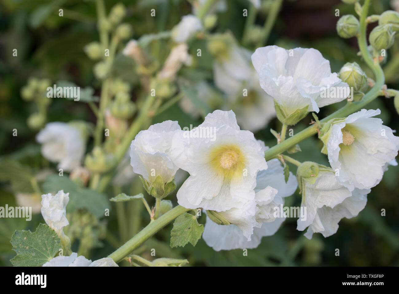 white color alcea, hollyhock flowers closeup Stock Photo - Alamy