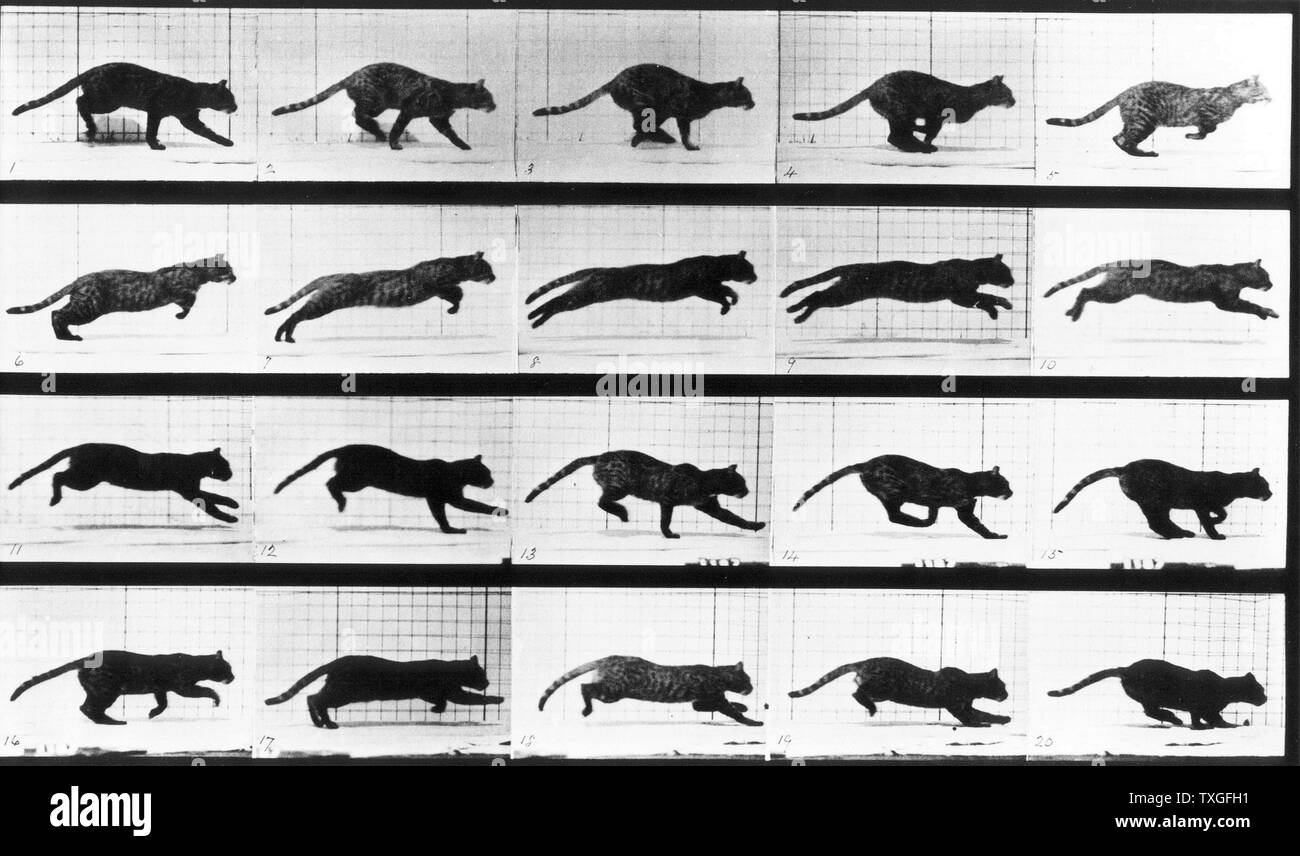 Muybridge hi-res stock photography and images - Alamy