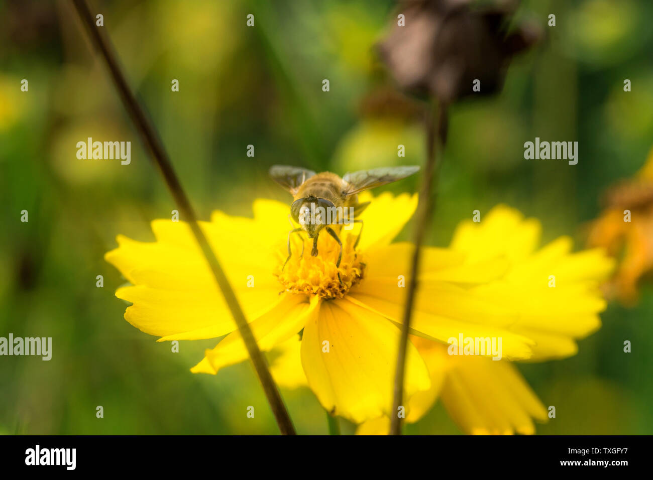 Hard working bees hi-res stock photography and images - Alamy