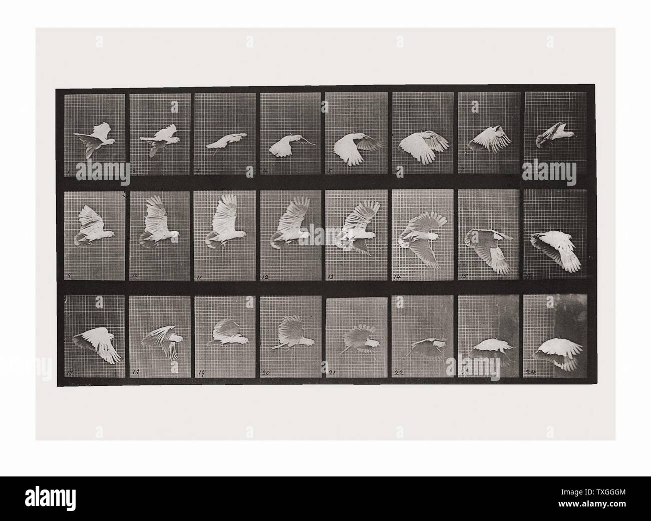 Eadweard muybridge sequence early photography vintage bird flight ...