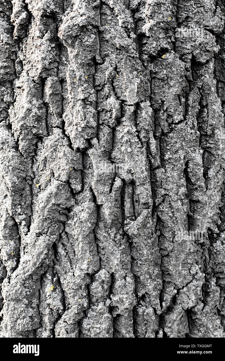 Wood tree texture hi-res stock photography and images - Alamy