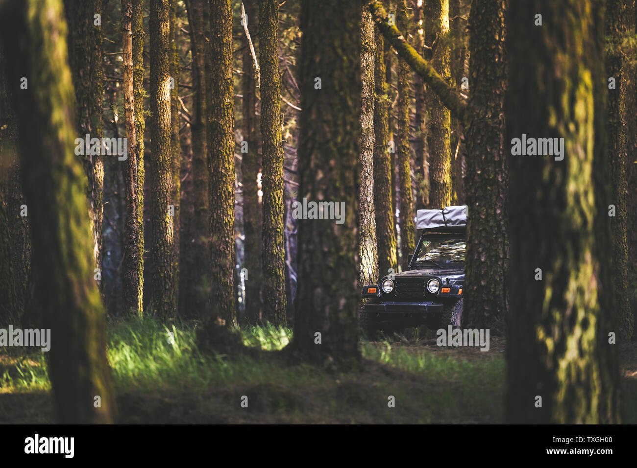 Off road adventure with a trendy 4x4 car in the forest. Offroad trip ...