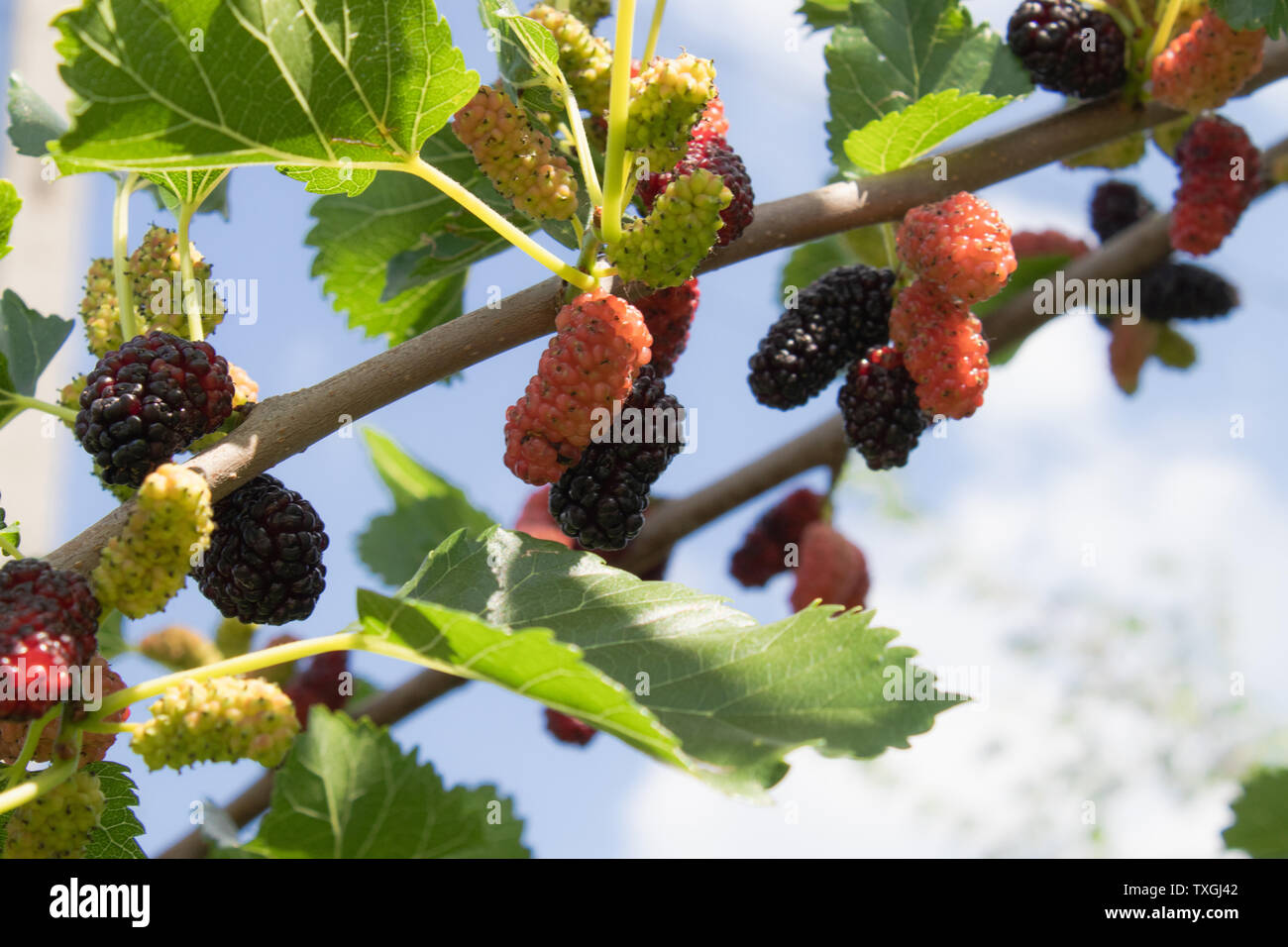 Red mulberry tree hi-res stock photography and images - Alamy