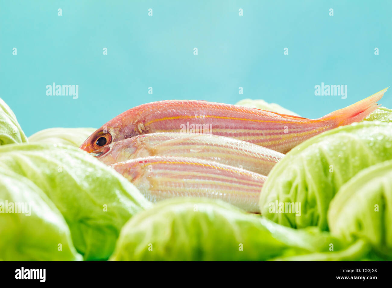 Chilled seafood redshirt fish Stock Photo - Alamy