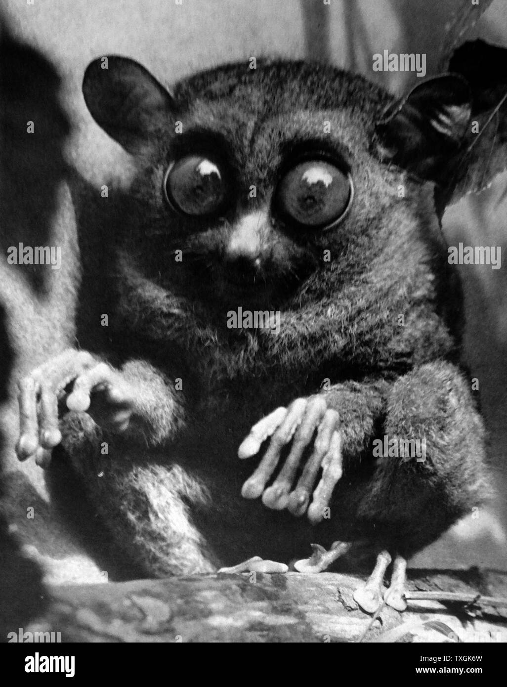 Photographic print of a Tarsier, a haplorrhine primate and member of ...