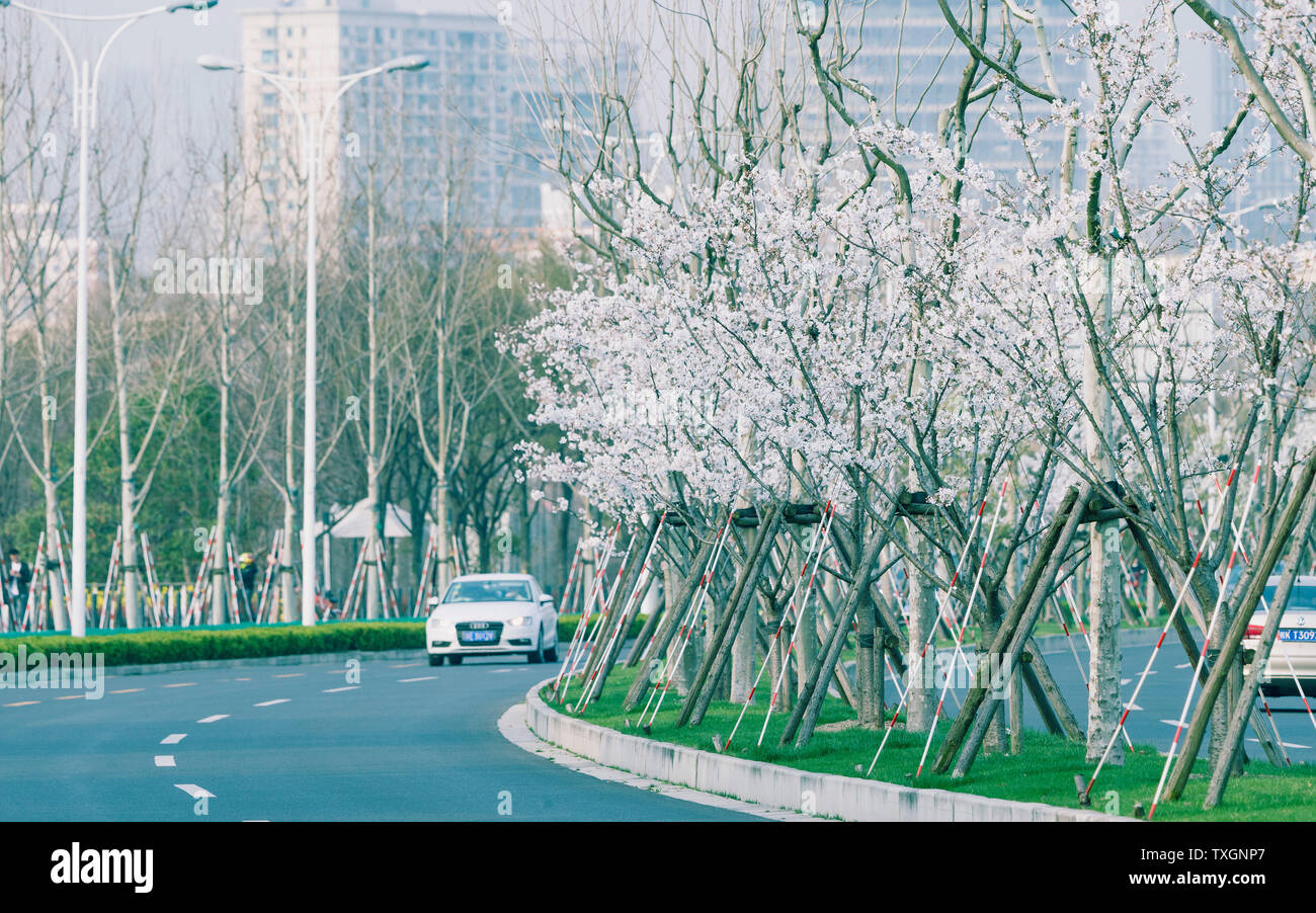 Sakura road hi-res stock photography and images - Alamy