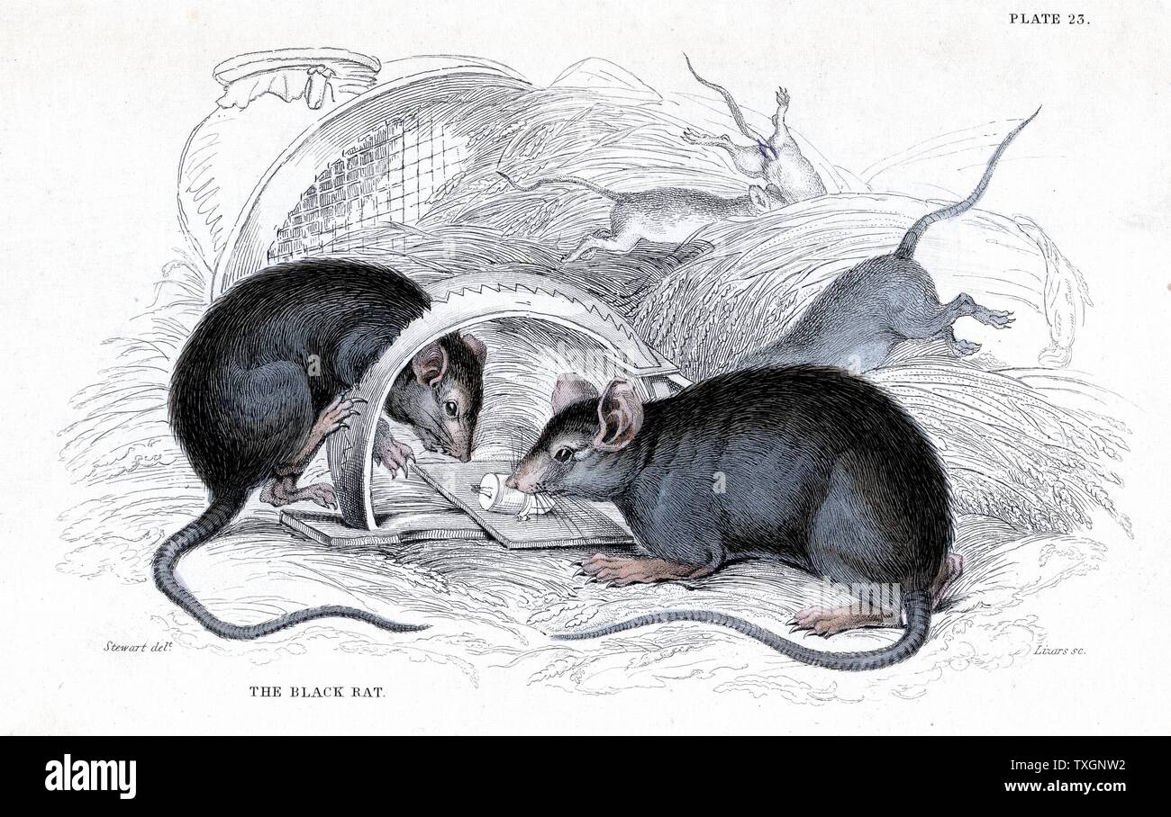 Black Rat - Rattus rattus - caught in trap. This is the rat that is a ...