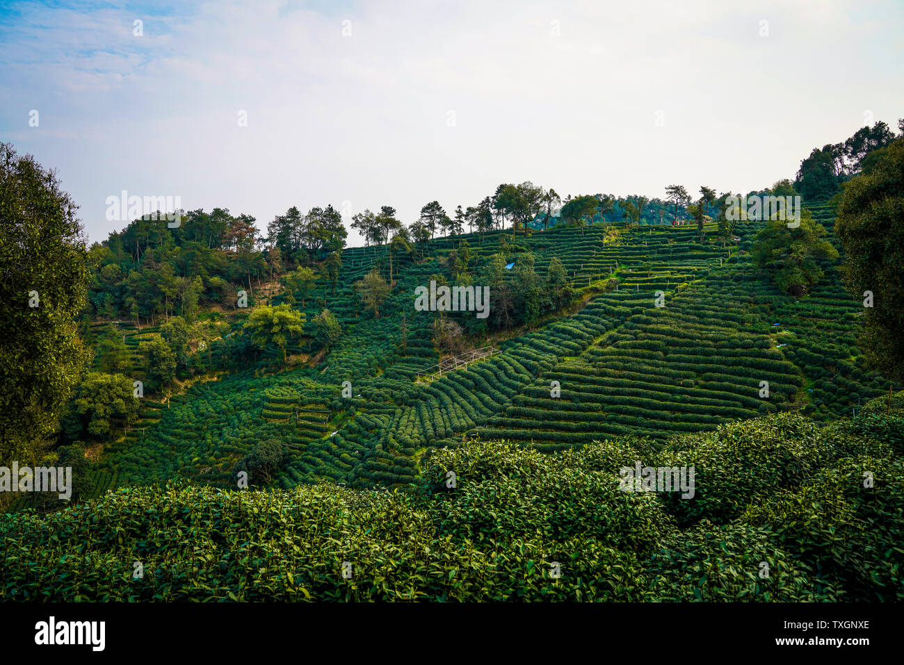 Longjing tea trees hi-res stock photography and images - Alamy