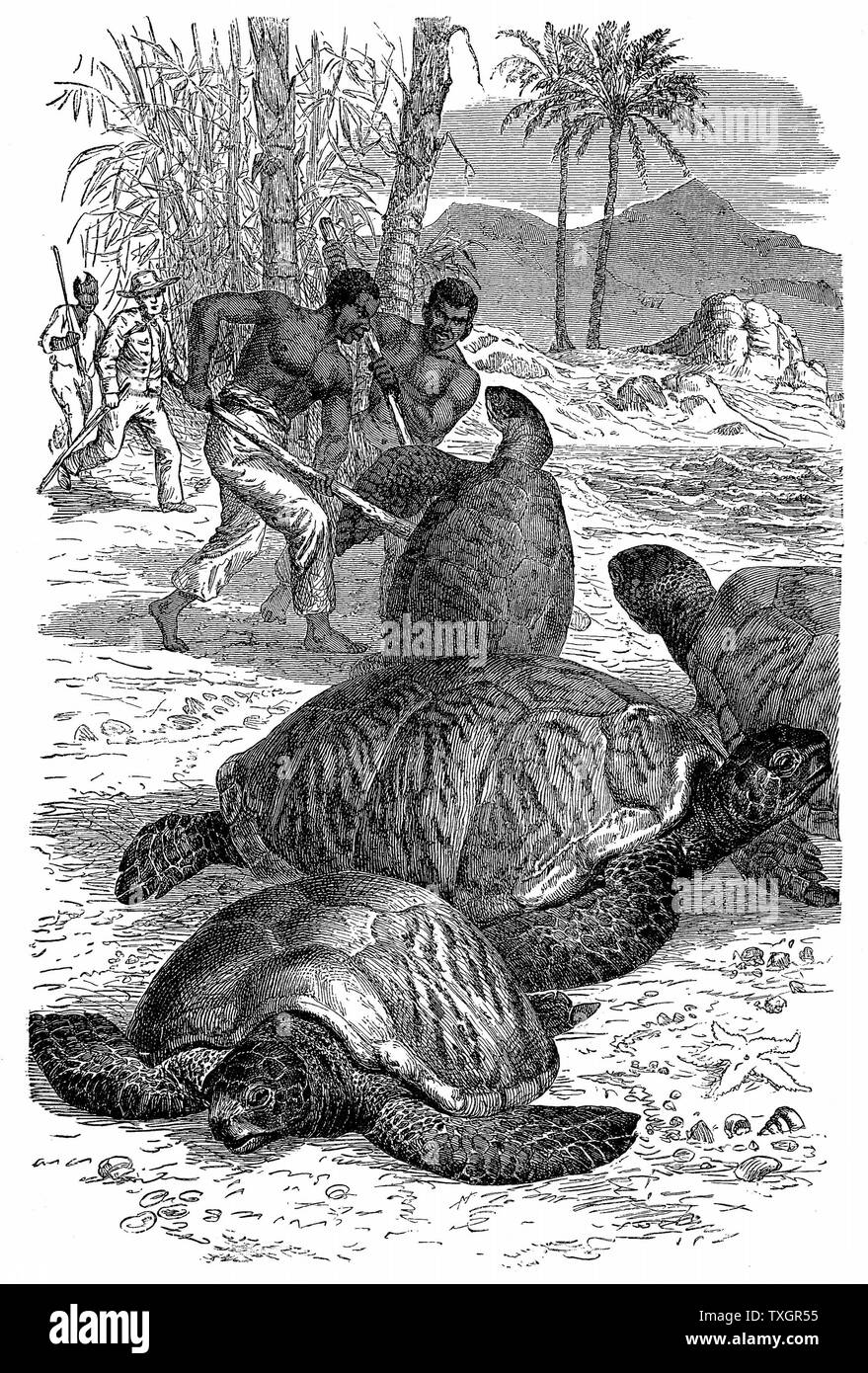 Green edible Black and White Stock Photos & Images - Alamy