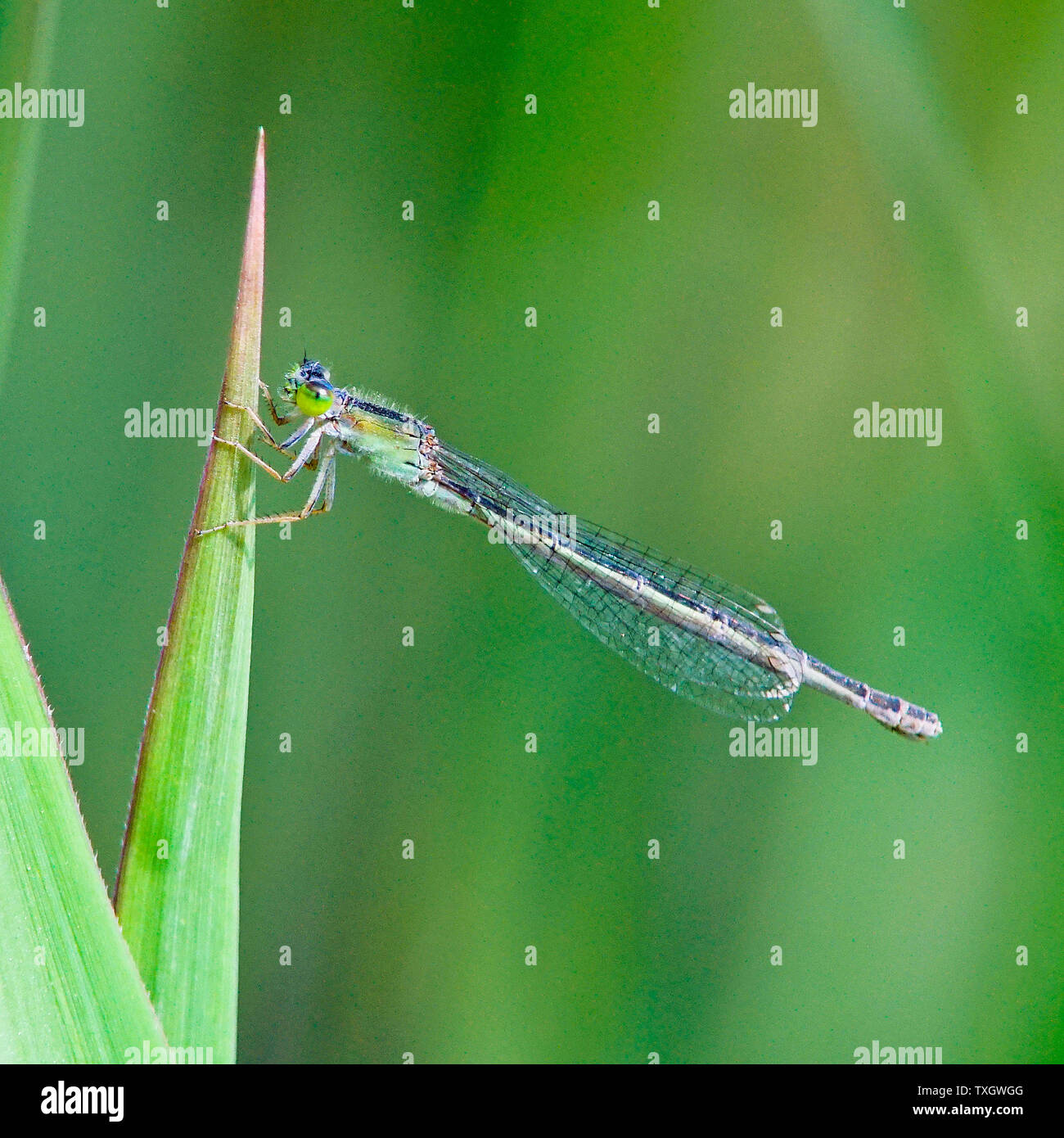 Pictures of dragonflies hi-res stock photography and images - Alamy