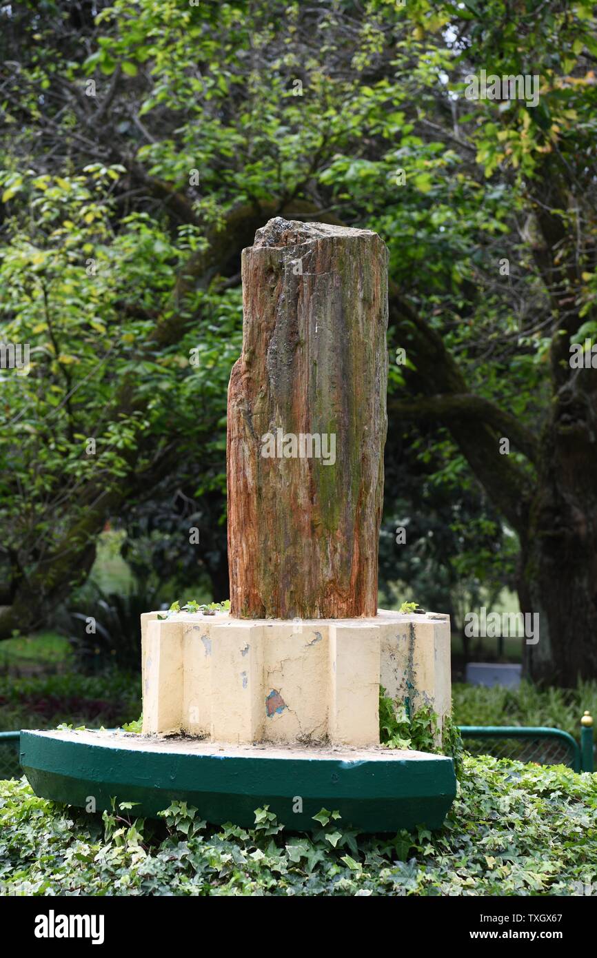 Fossilised tree trunk at the Government Botanical Gardens, Ooty ...