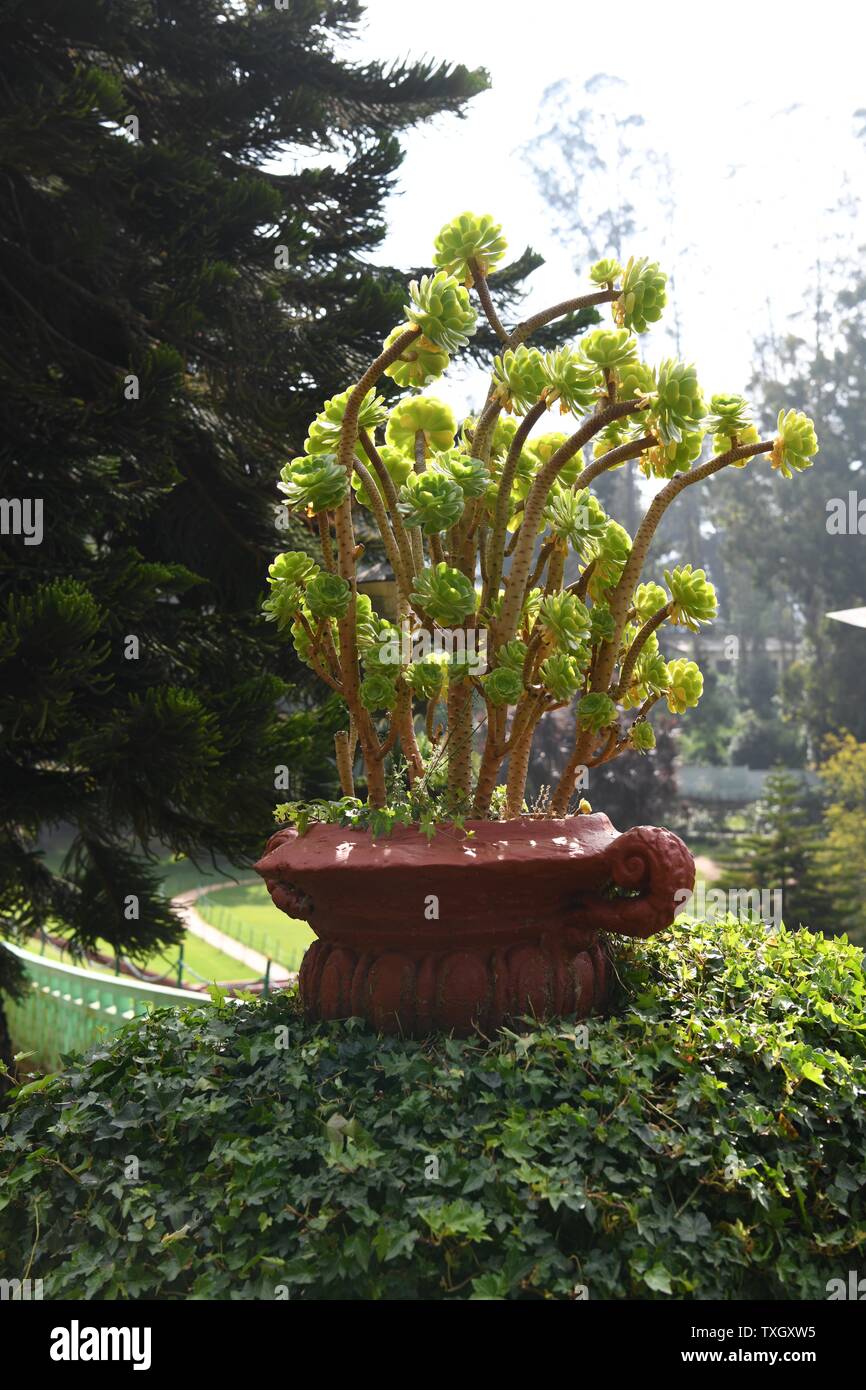 Italian Garden at the Government Botanical Gardens, Ooty ...