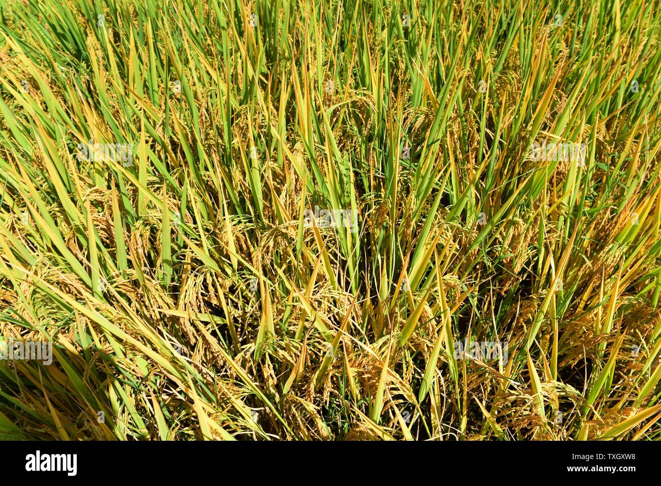 Spike of rice Stock Photo - Alamy