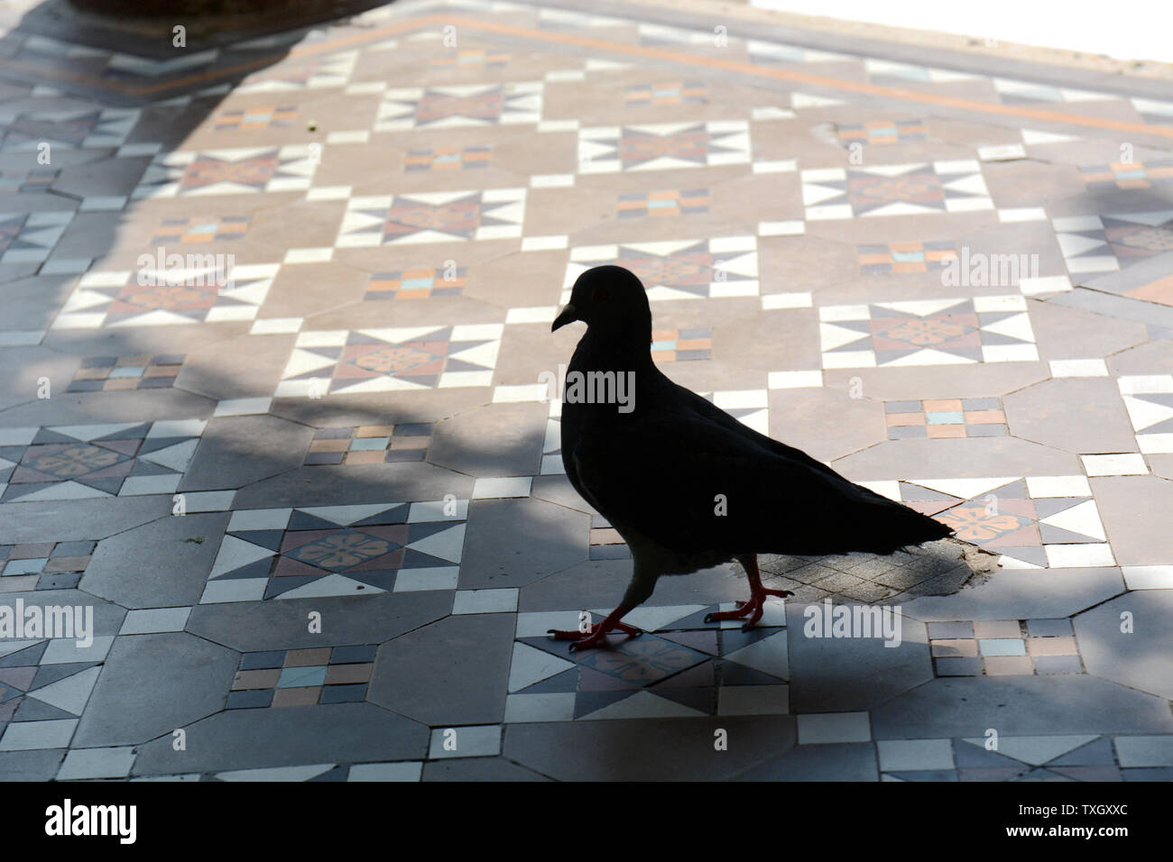 The shadow of the pigeon in the Buddhist temple Stock Photo - Alamy