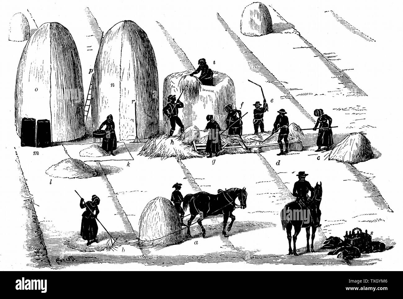 Crop rotation norfolk Black and White Stock Photos & Images - Alamy