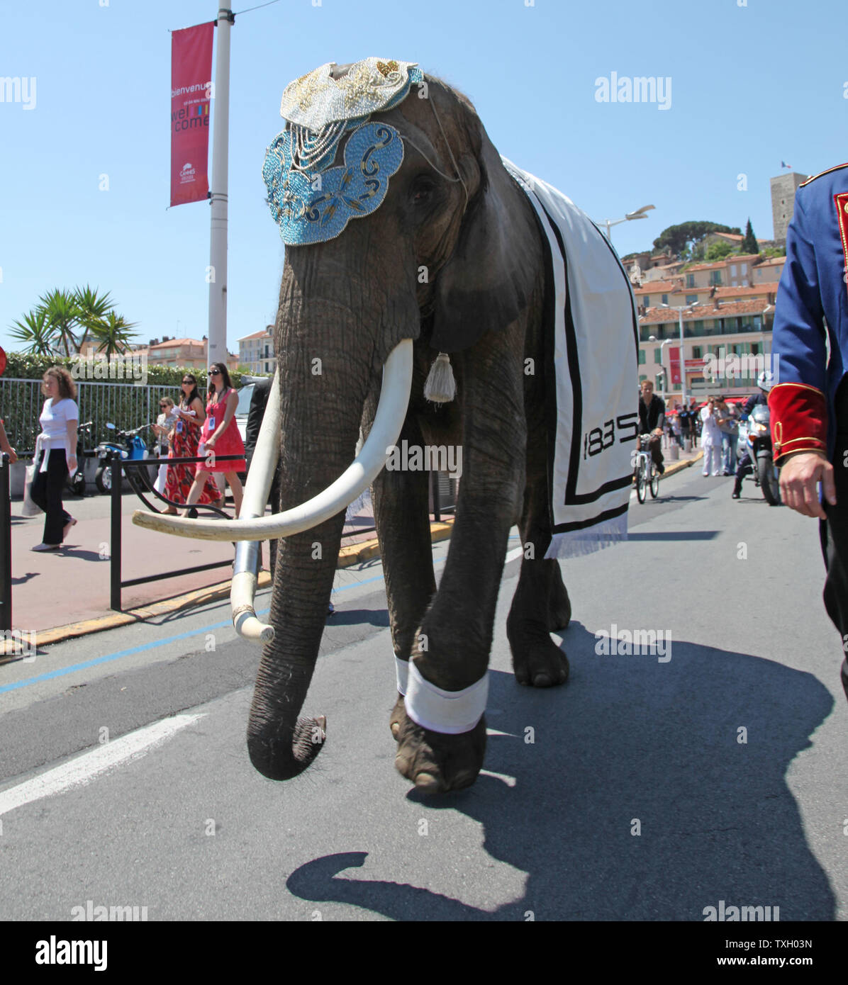 An elephant walks along the famed Boulevard de la Croisette at the 62nd ...