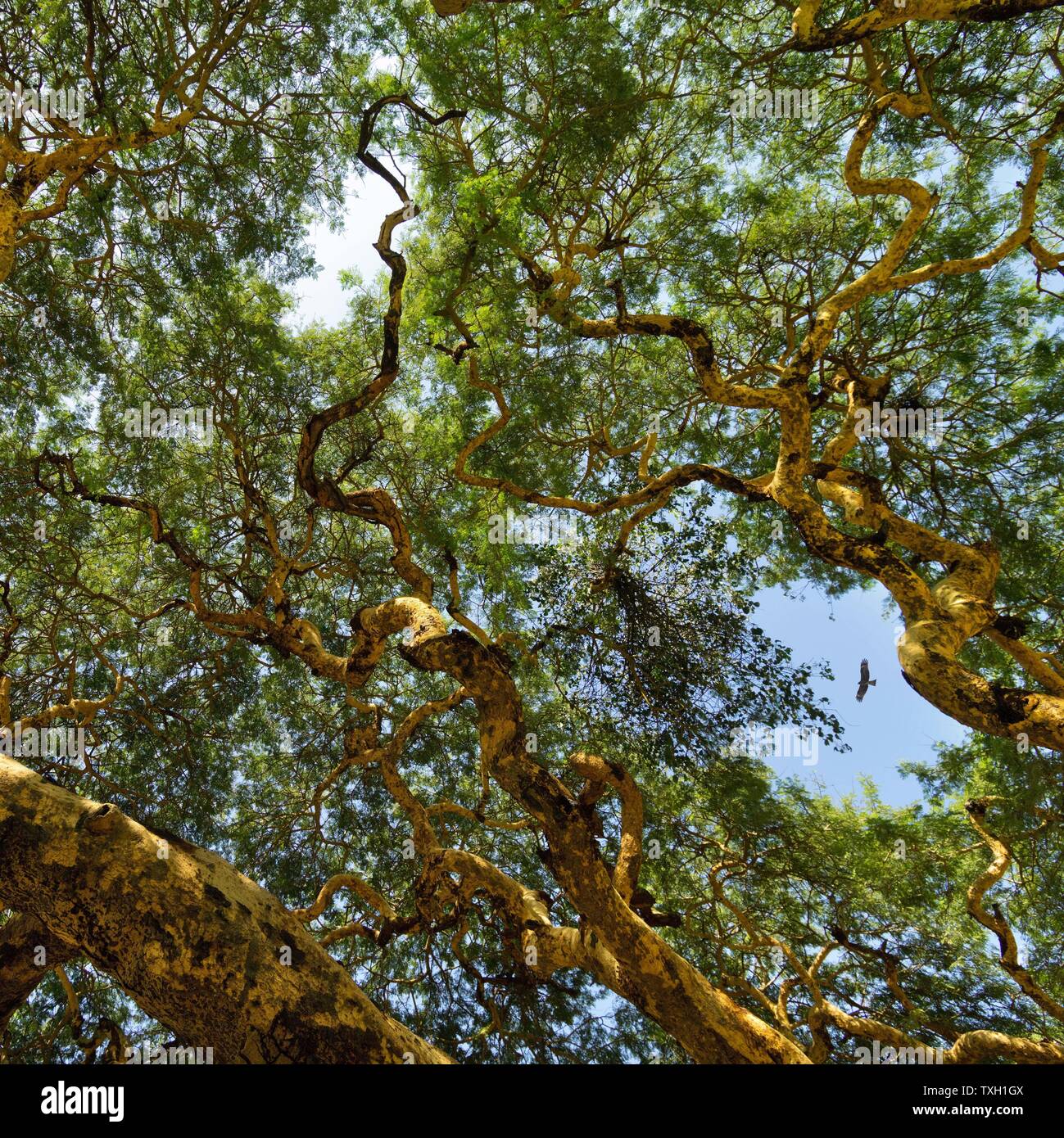 Trunks and branches of a tropical tree extending to the top. View from ...