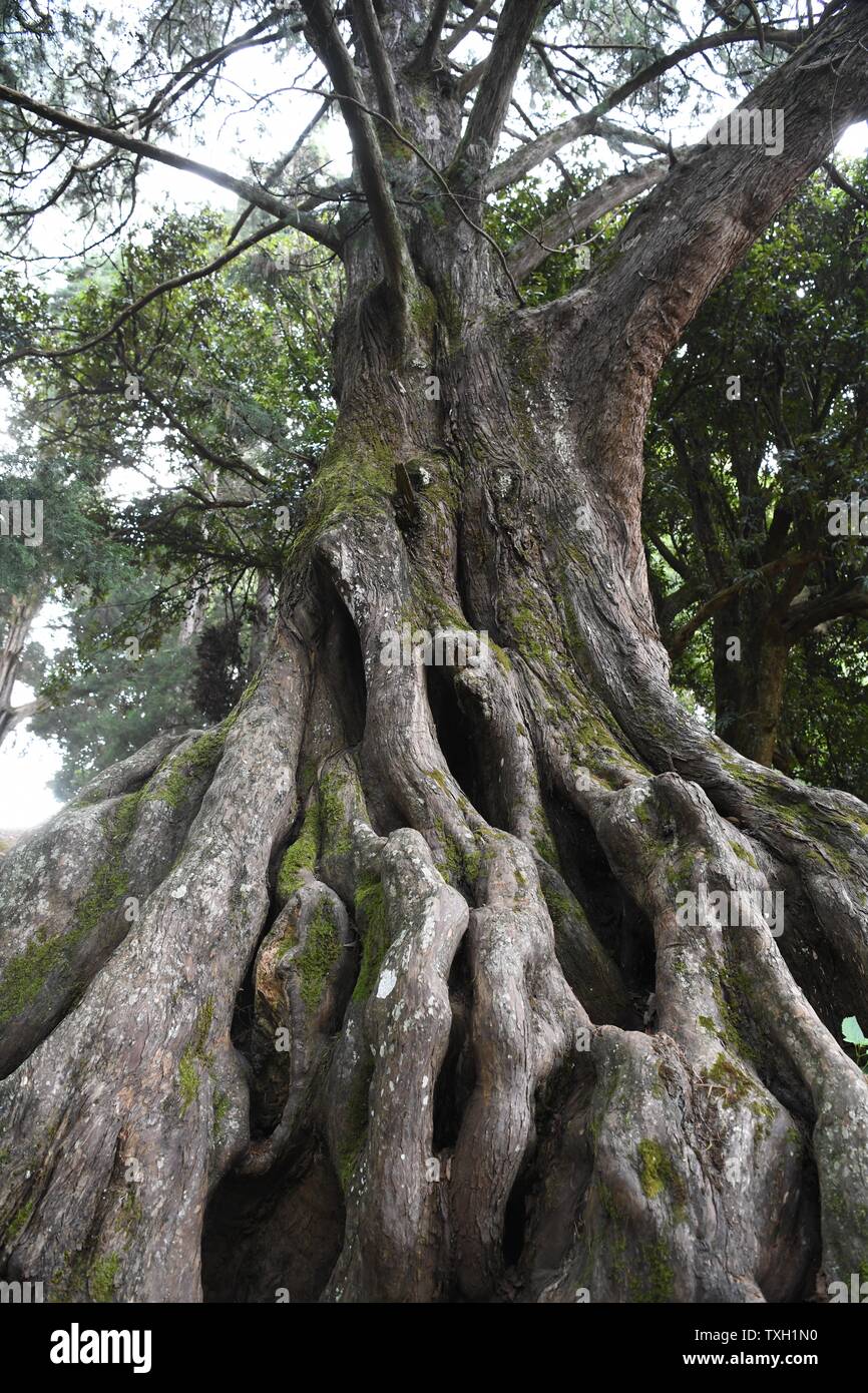 Government Botanical Gardens, Ooty (Udhagamandalam), Tamil Nadu, India ...