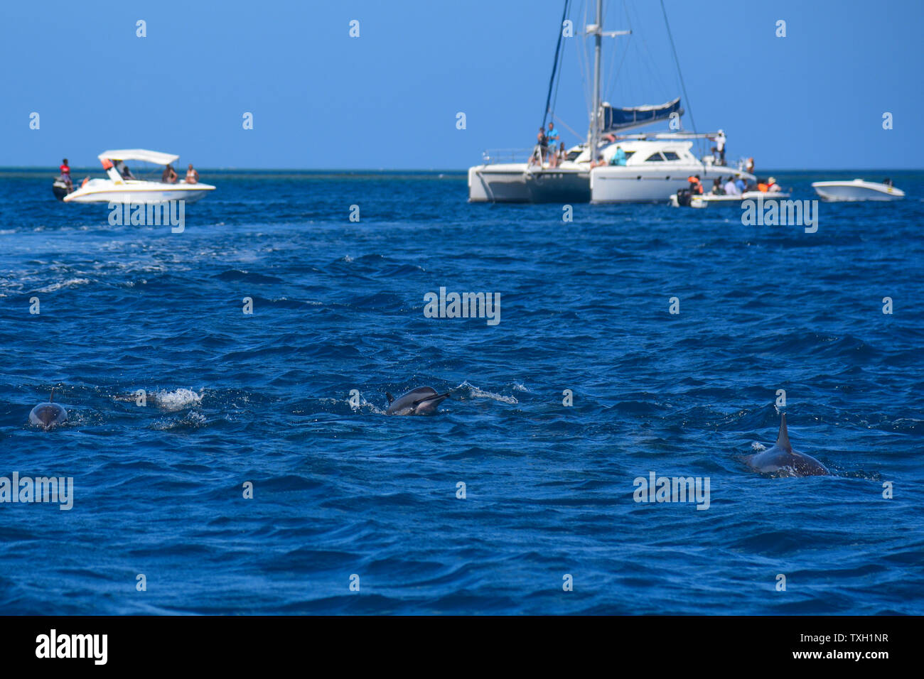 Dolphins in Mauritius Stock Photo - Alamy