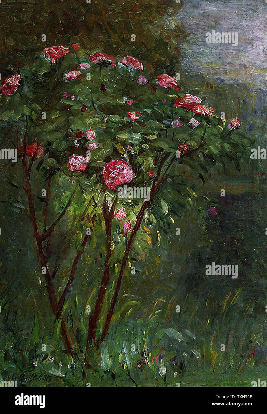Gustave Caillebotte - Rose Bush Flower 1884 Stock Photo - Alamy