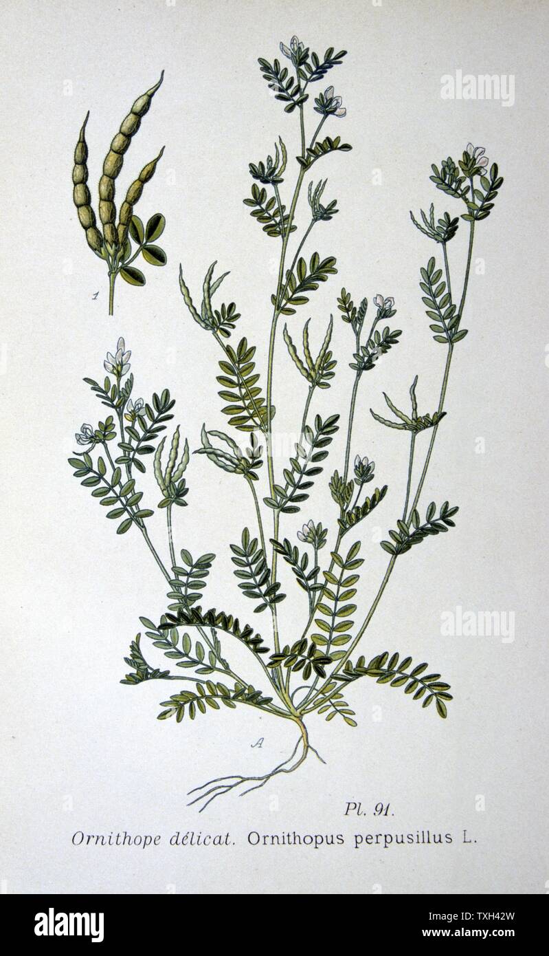 Common birdsfoot ornithopus perpusillus annual plant of dry hi-res ...