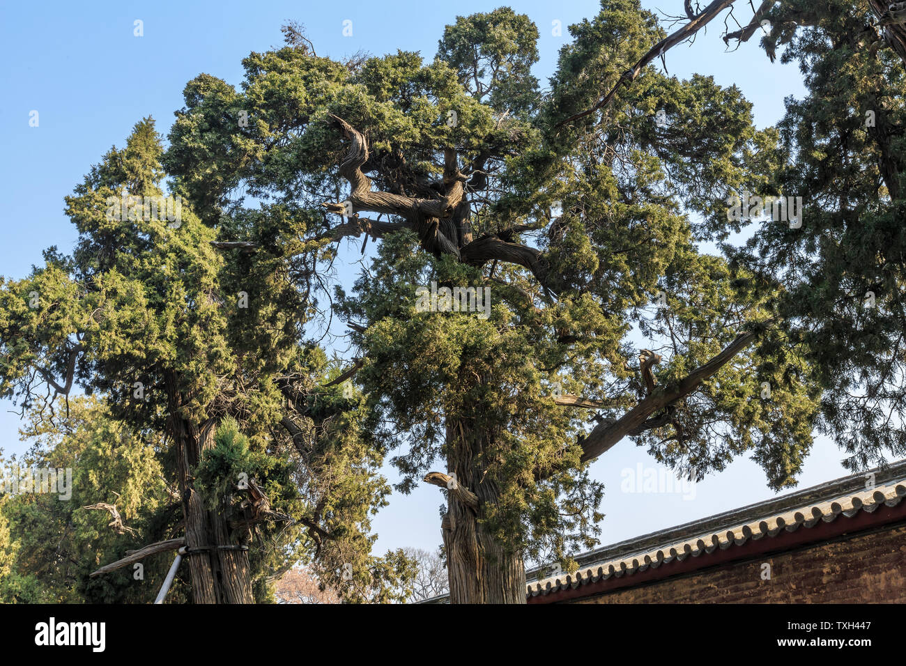 Confucius forest and cemetery hi-res stock photography and images - Alamy