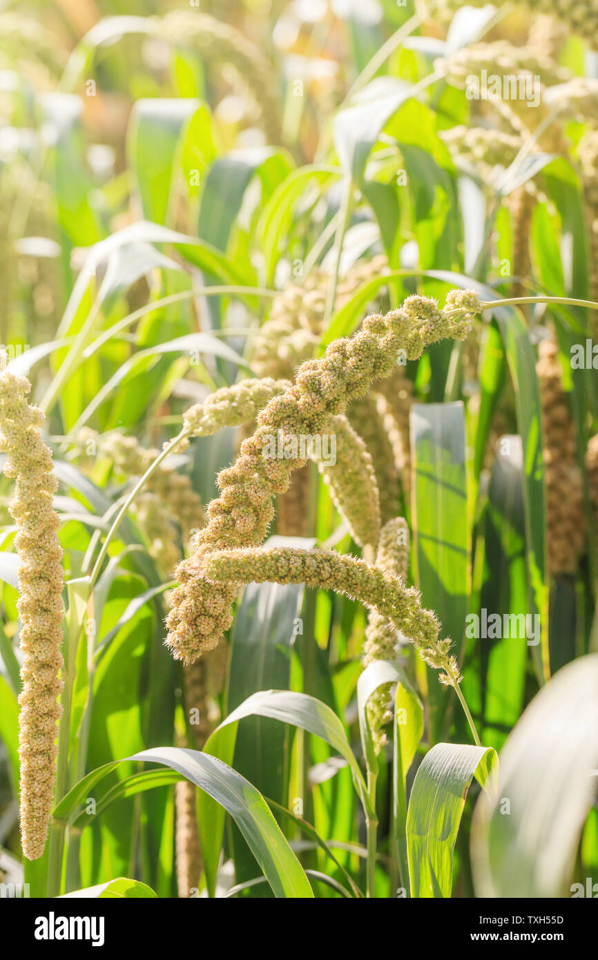The millet grown in the field Stock Photo - Alamy