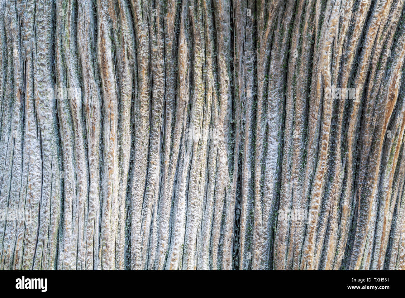 Ancient cypress bark texture Stock Photo - Alamy
