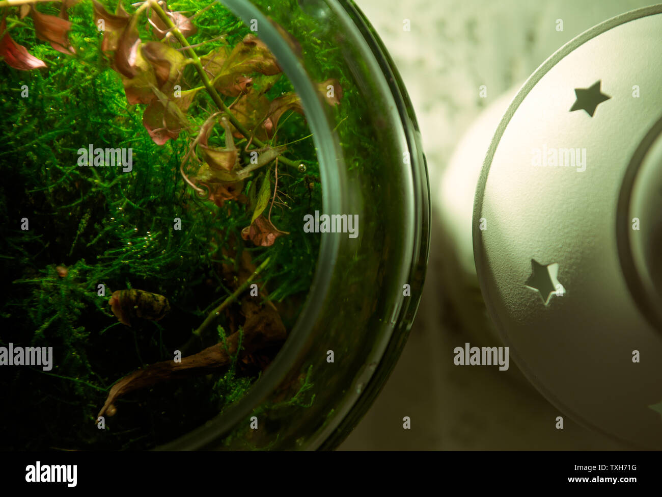 The Japanese Occupation of the Sun and the Qing Dynasty Stock Photo - Alamy