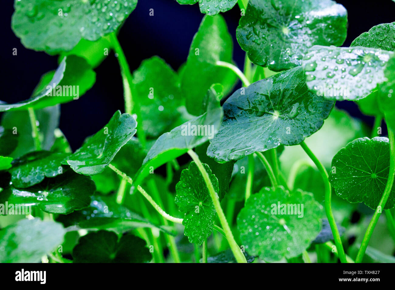 Copper grass leaves Stock Photo - Alamy