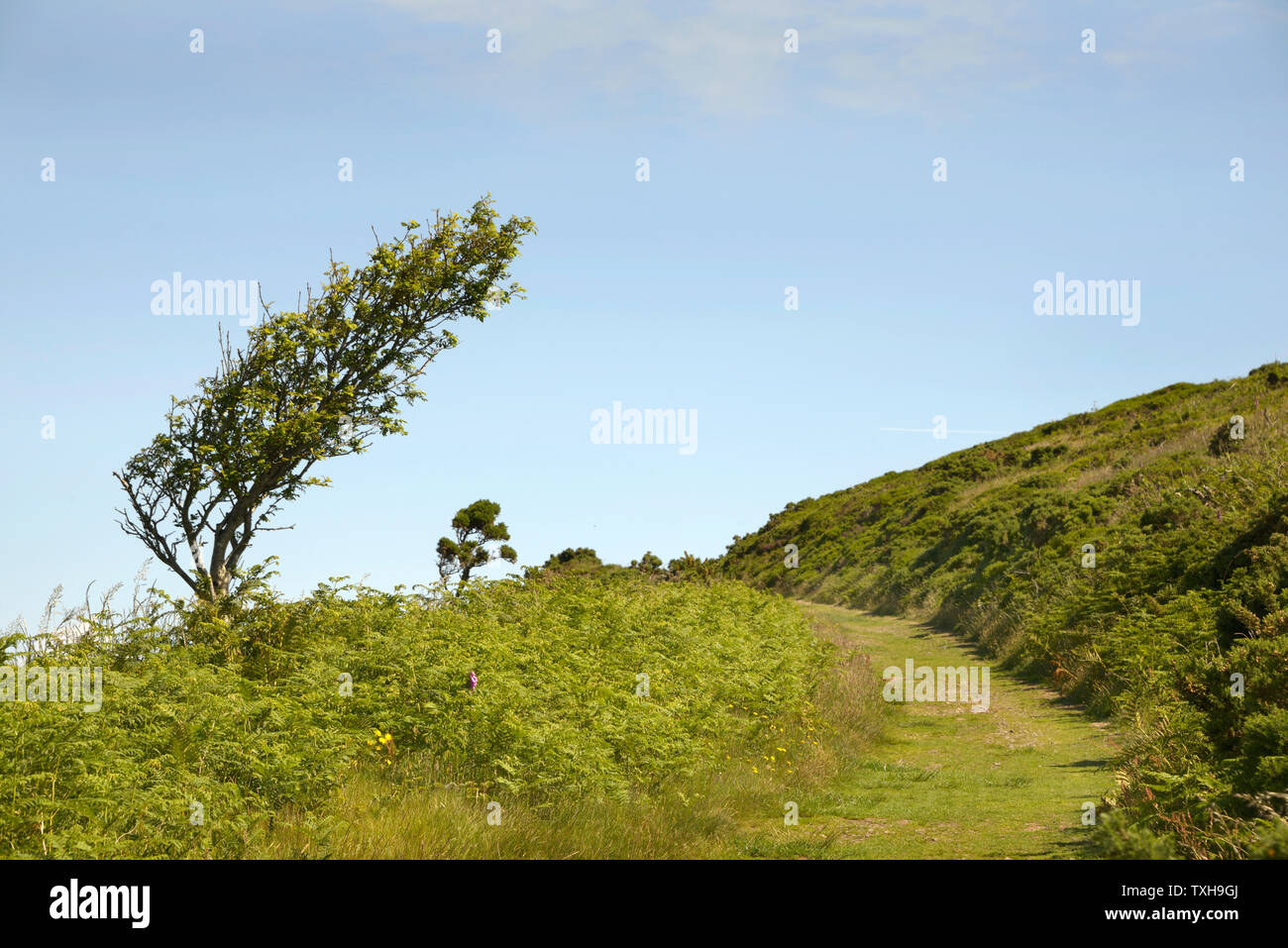 Pathway to cliff top, with wind blown bush, Heddon Valley, Devon Stock ...