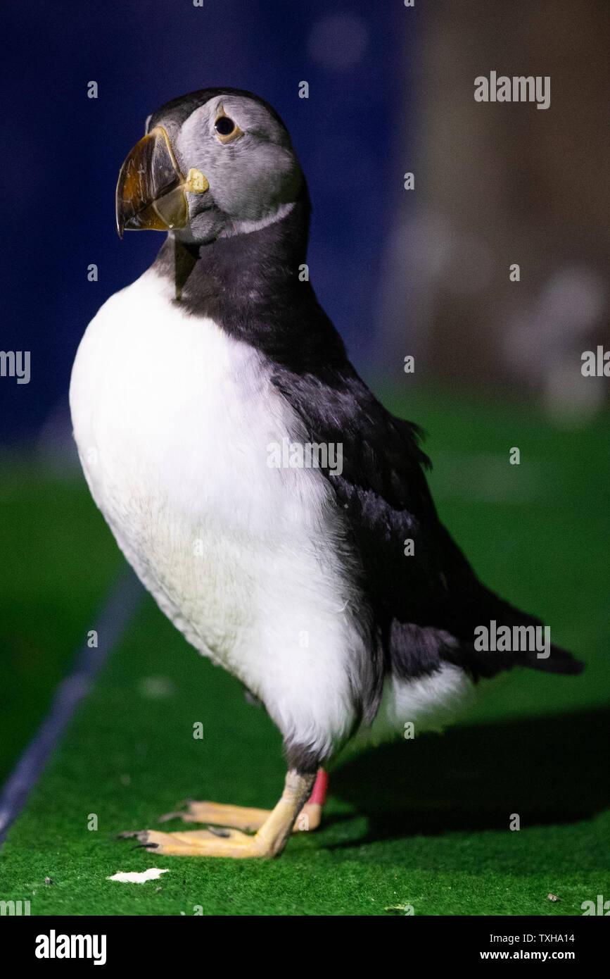Baby pufflings hi-res stock photography and images - Alamy