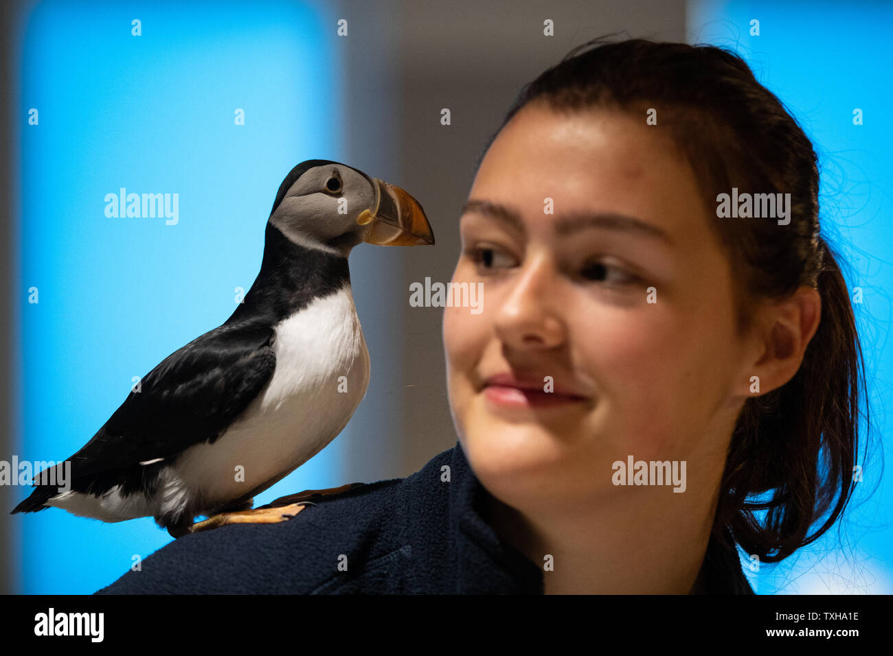 Rescue puffin hi-res stock photography and images - Alamy