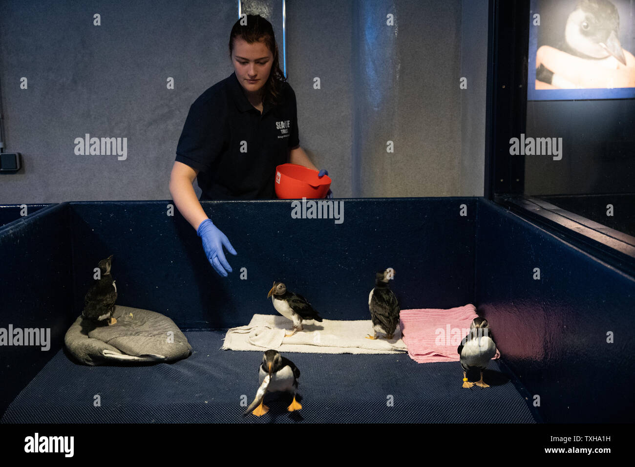 Puffin rescue hi-res stock photography and images - Alamy