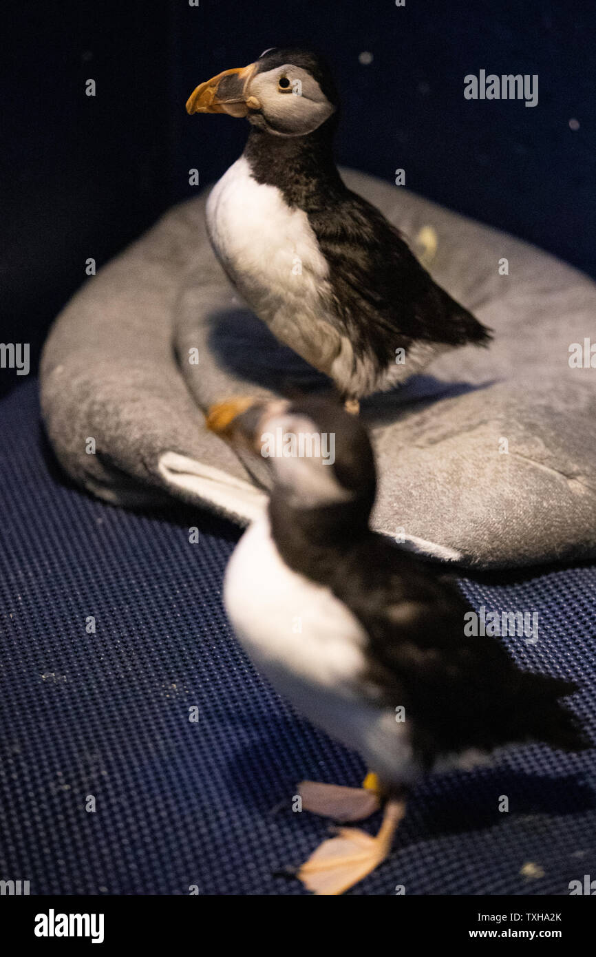 Baby pufflings hi-res stock photography and images - Alamy