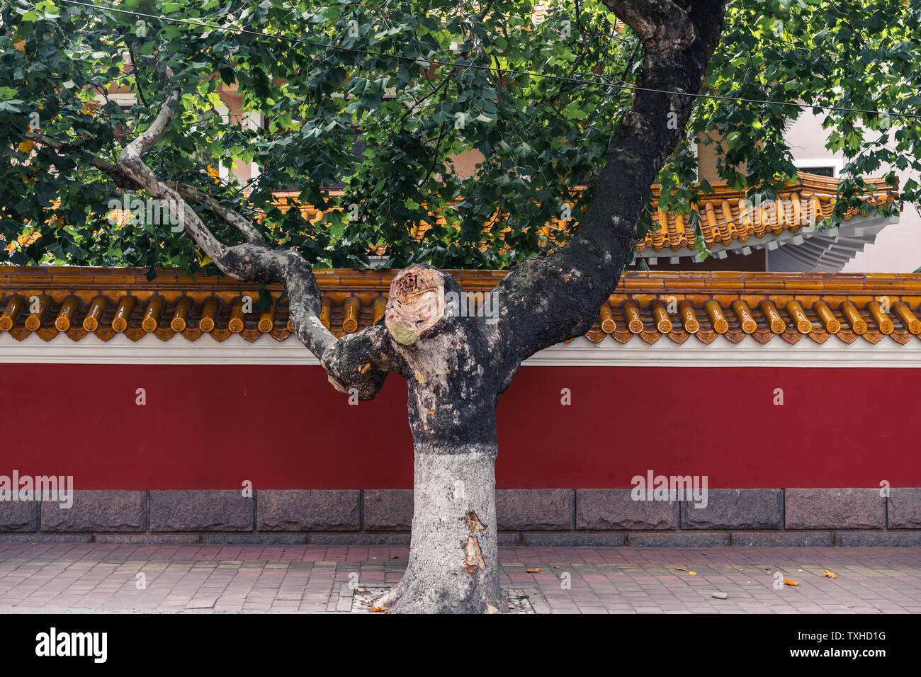 Qingdao trees hi-res stock photography and images - Alamy