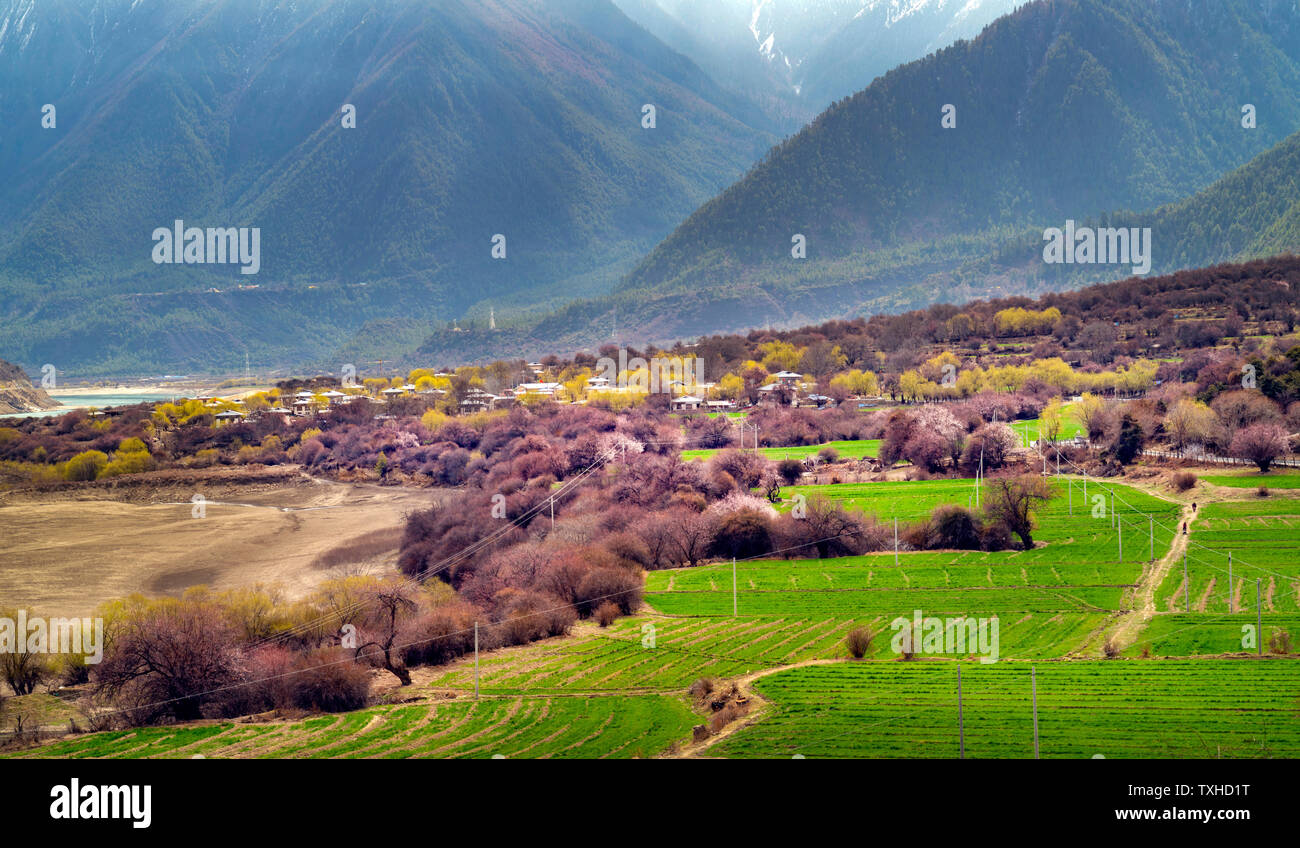 Lin zhi hi-res stock photography and images - Alamy